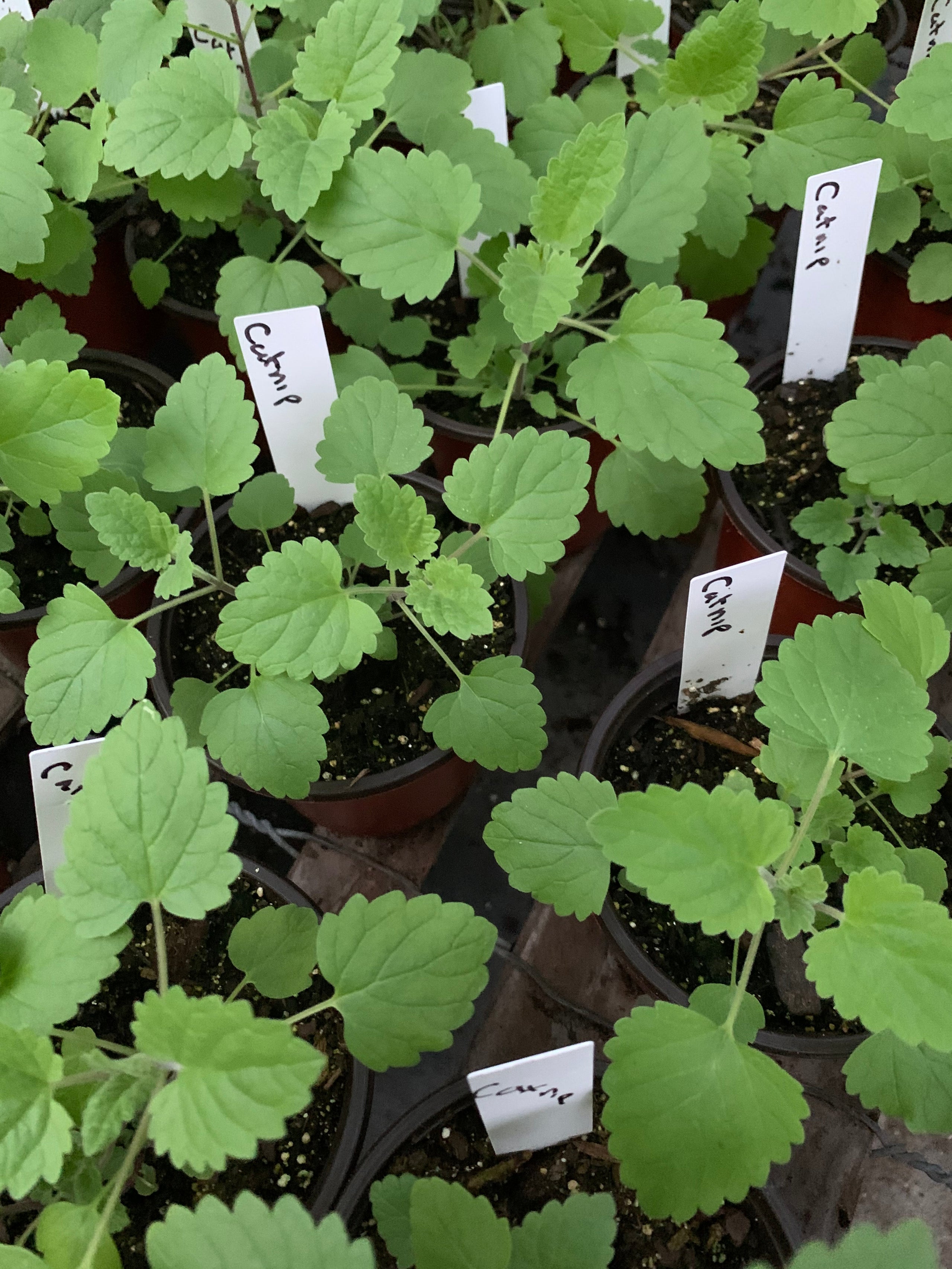 Catnip | Royall D Farm, LLC